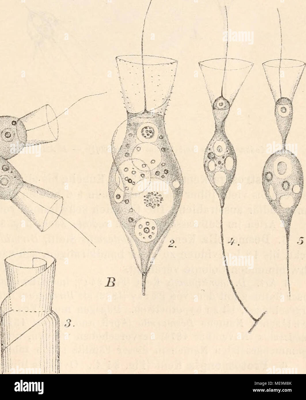 . Die Natürlichen Pflanzenfamilien nebst ihren Gattungen und ...