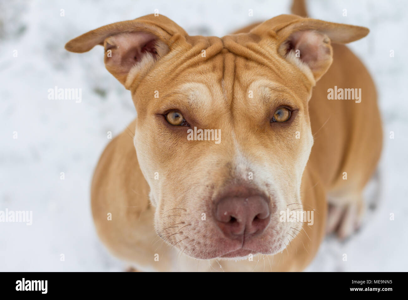 Adorable Working Pit Bulldog puppy sitting on a meadow in the snow ...