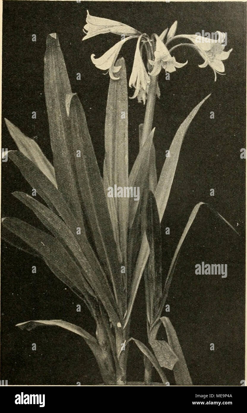 Schonung hi-res stock photography and images - Alamy