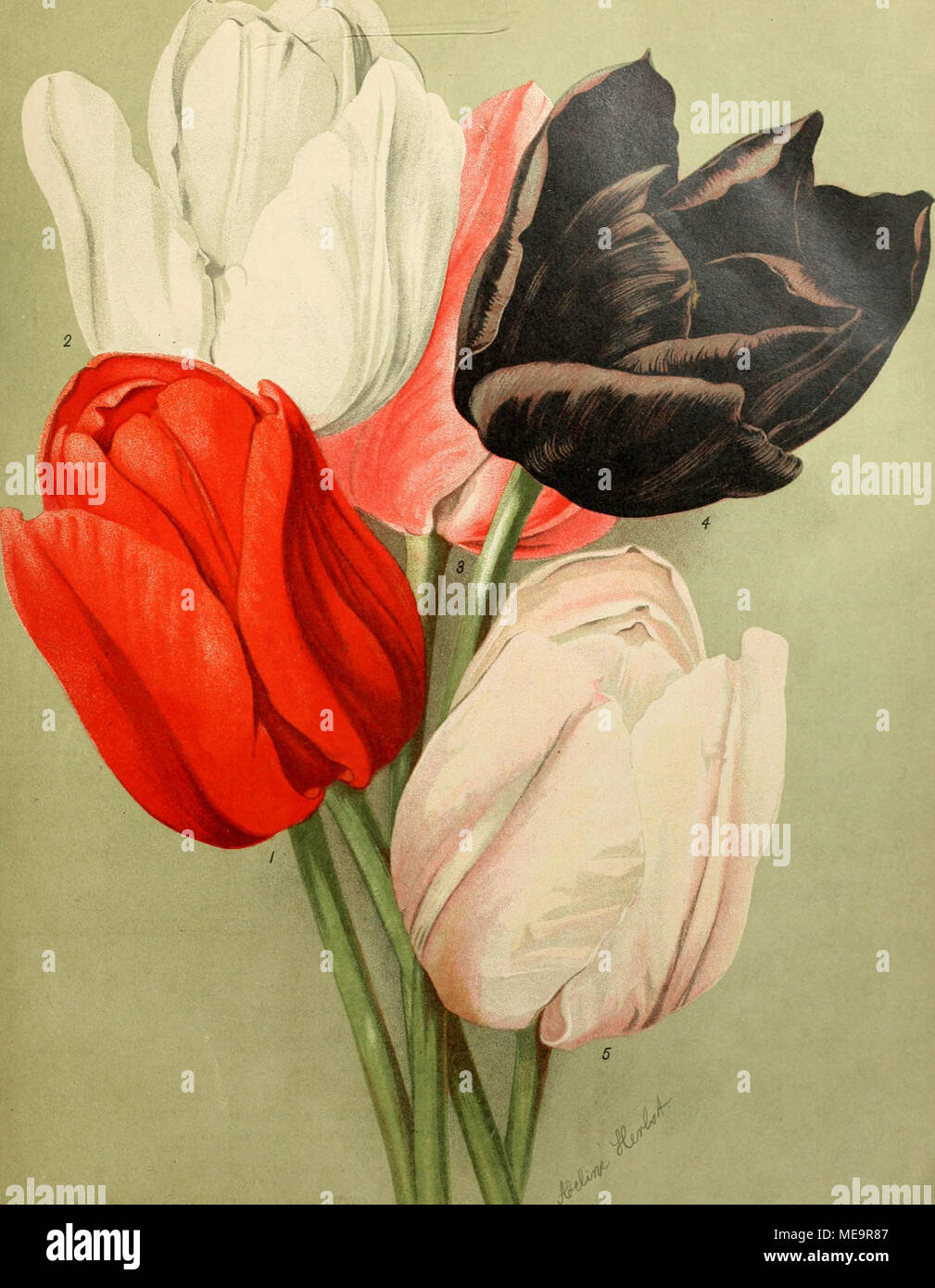 La tulipe noire hi-res stock photography and images - Alamy