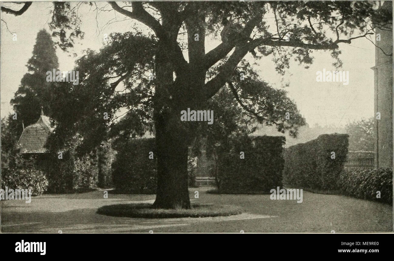 Der alte fuchs hi-res stock photography and images - Alamy