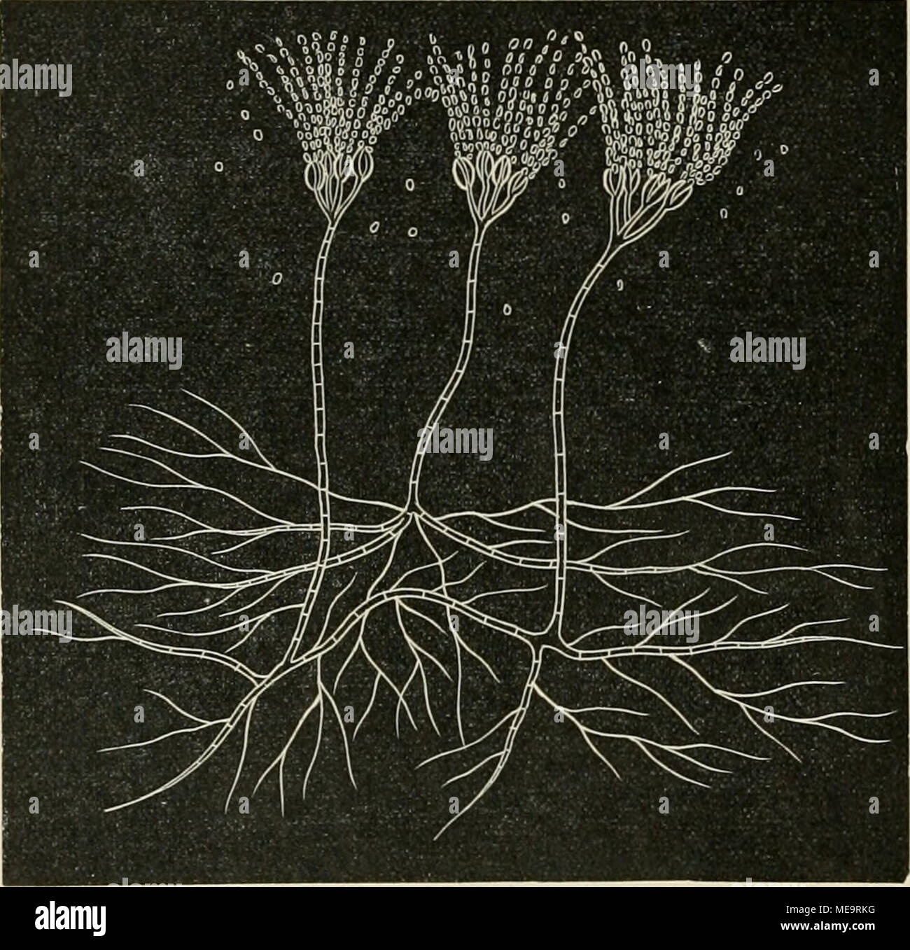. Die Gartenwelt . Der graugrüne Pinselschimmel (Penicilliuvi glaucum ...