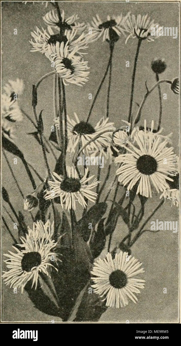 Det lin hi-res stock photography and images - Alamy