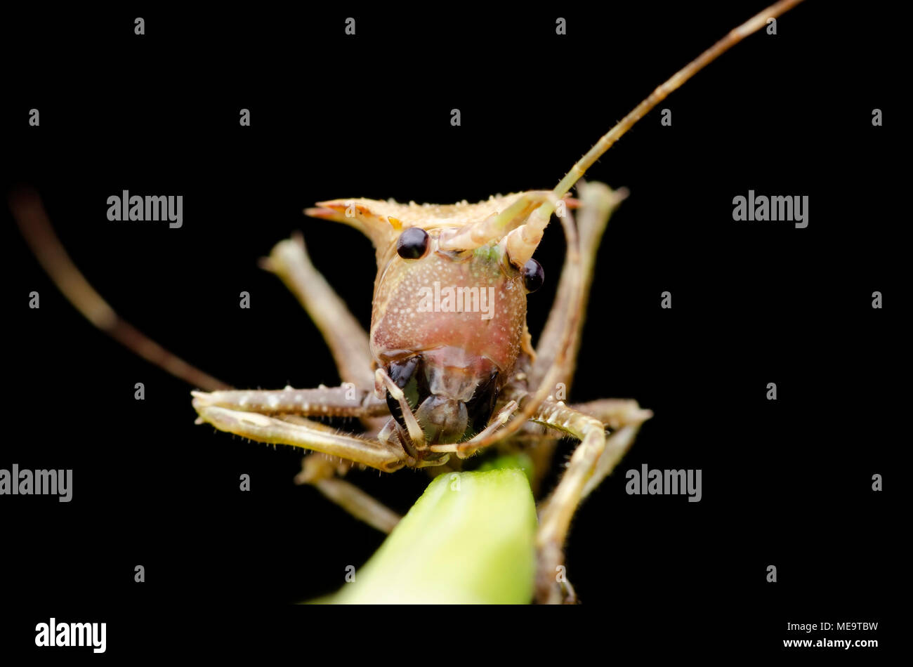 Dragon headed bug hi-res stock photography and images - Alamy