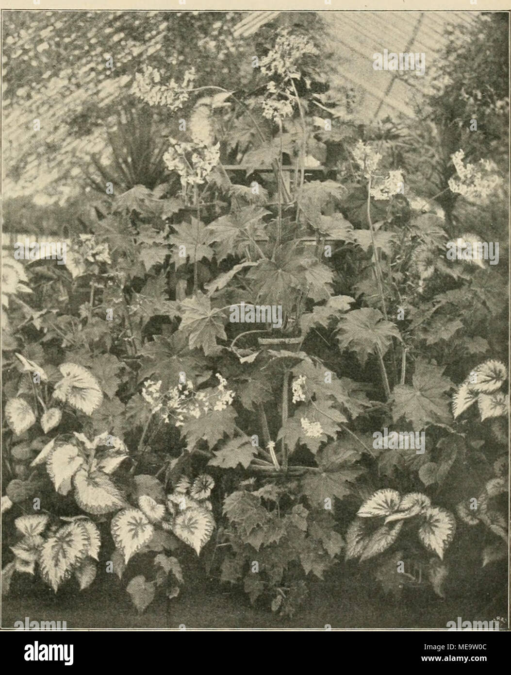 Begonia Ricinifolia High Resolution Stock Photography and Images - Alamy