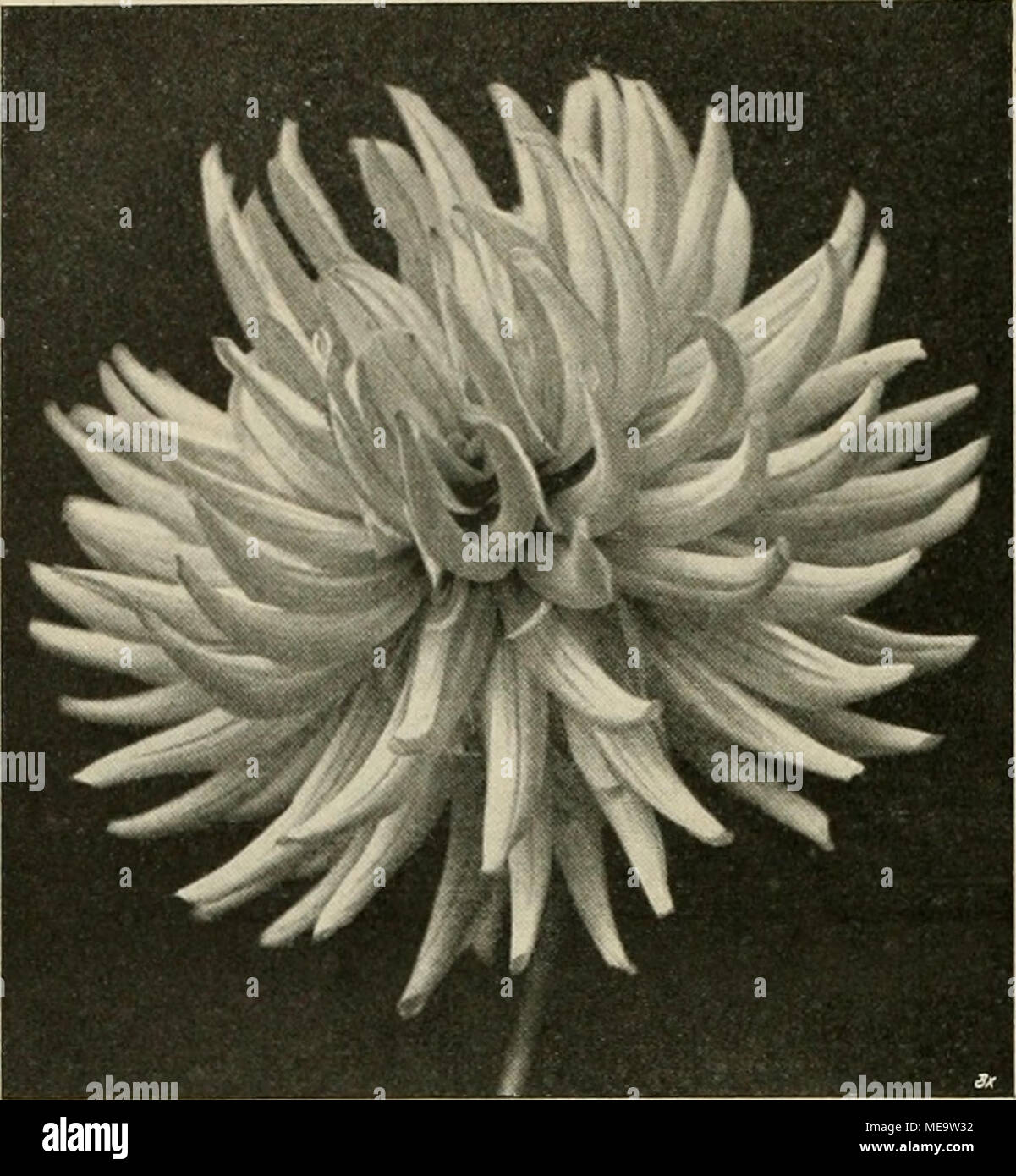 . Die Gartenwelt . sind. Doch läfst sie die schöne, edle Form erkennen ...