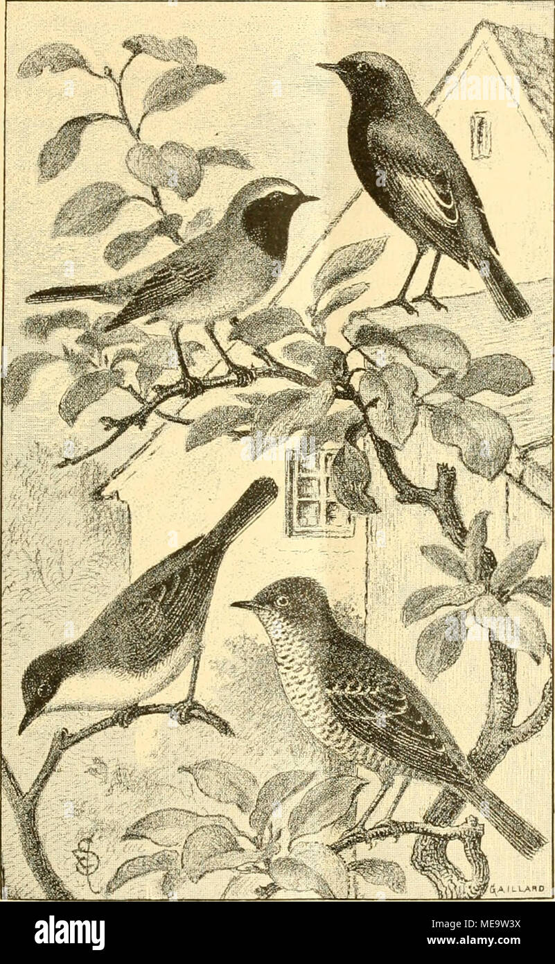 Cypselus hi-res stock photography and images - Alamy