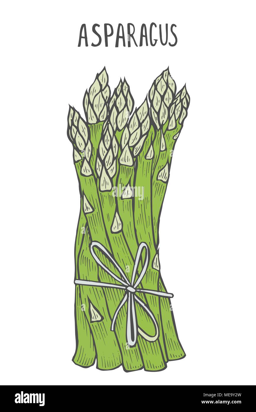 Hand drawn asparagus. Template for your design works. Engraved style ...
