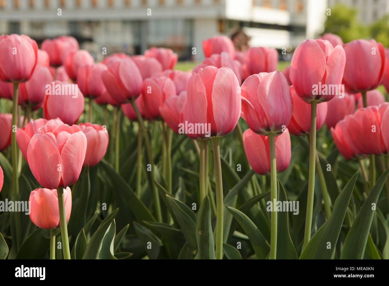 Tulip strong colours hi-res stock photography and images - Alamy