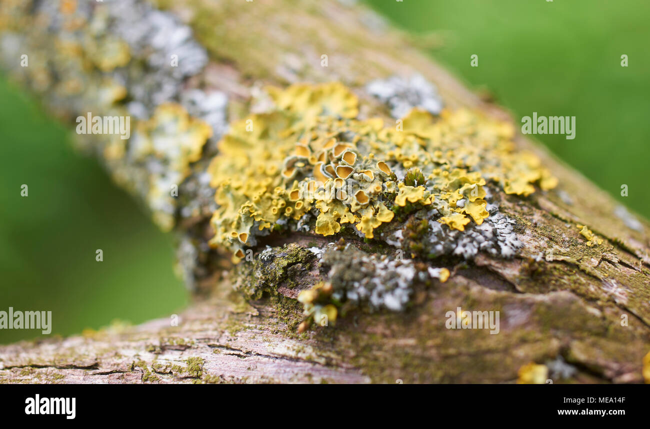 Lichen's growing on a tree branch Stock Photo - Alamy