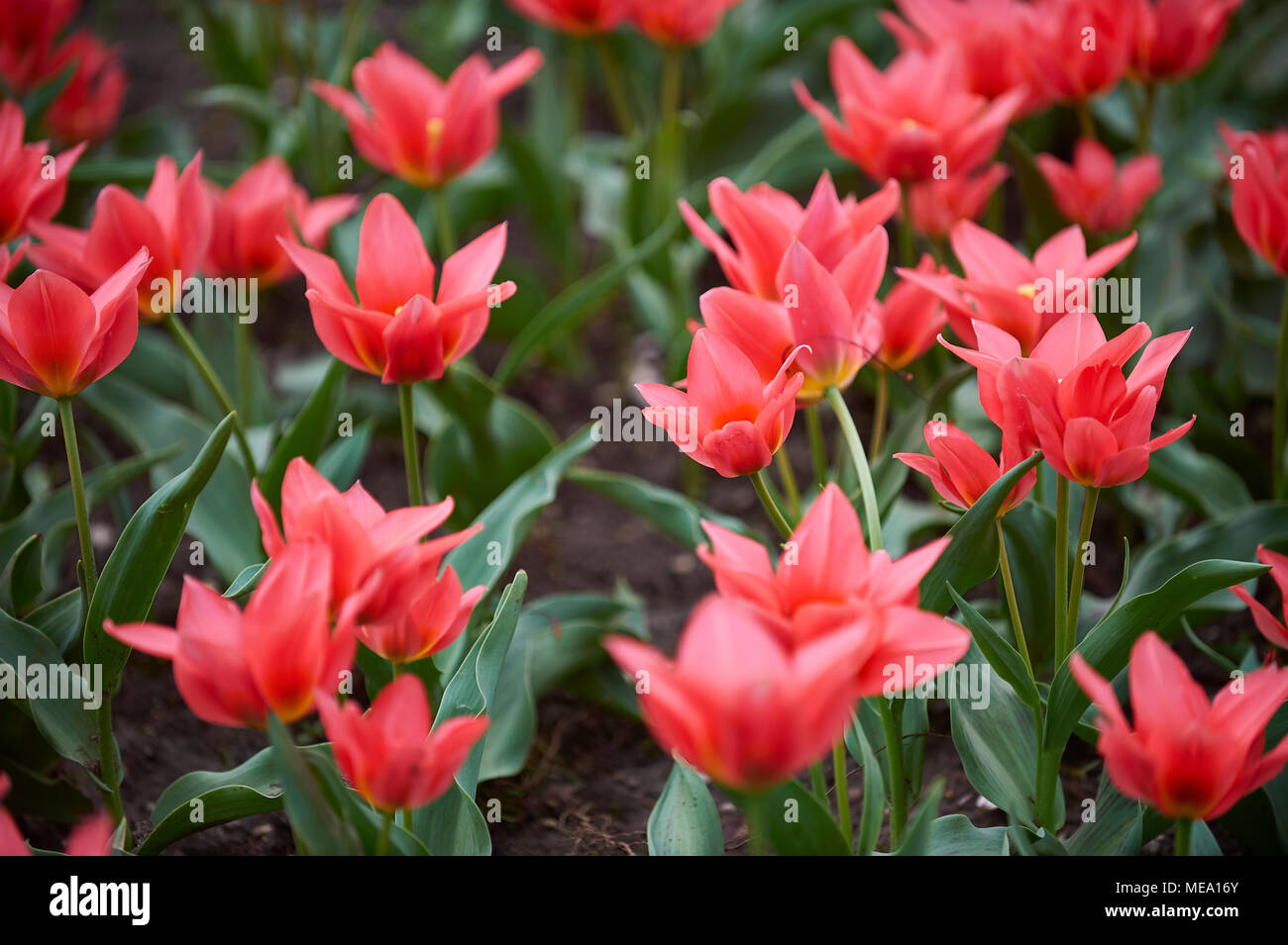 Beautiful Spring Tulips in a formal garden Stock Photo - Alamy