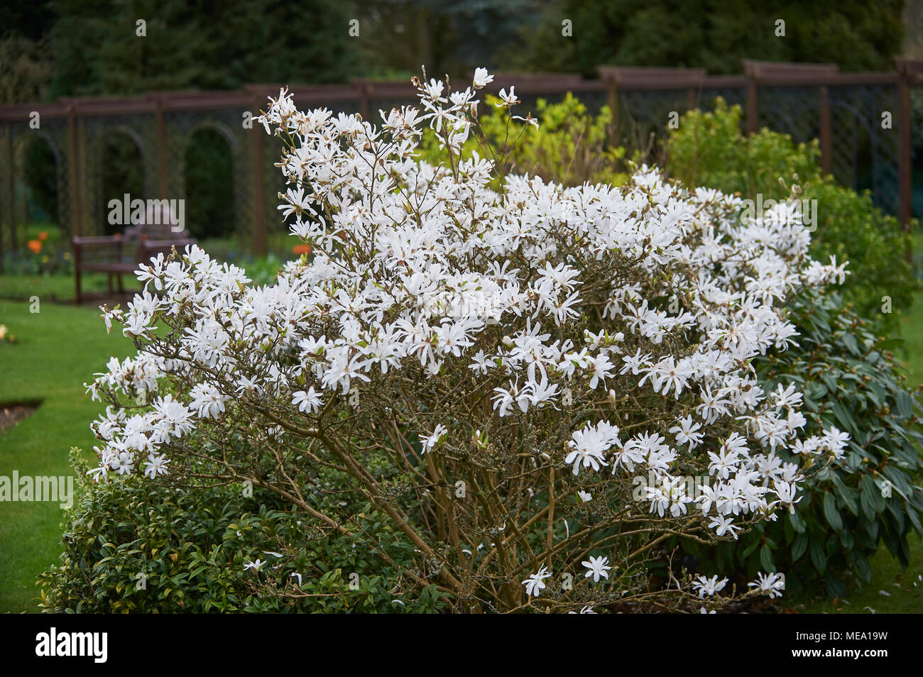 Starry magnolia hi-res stock photography and images - Alamy