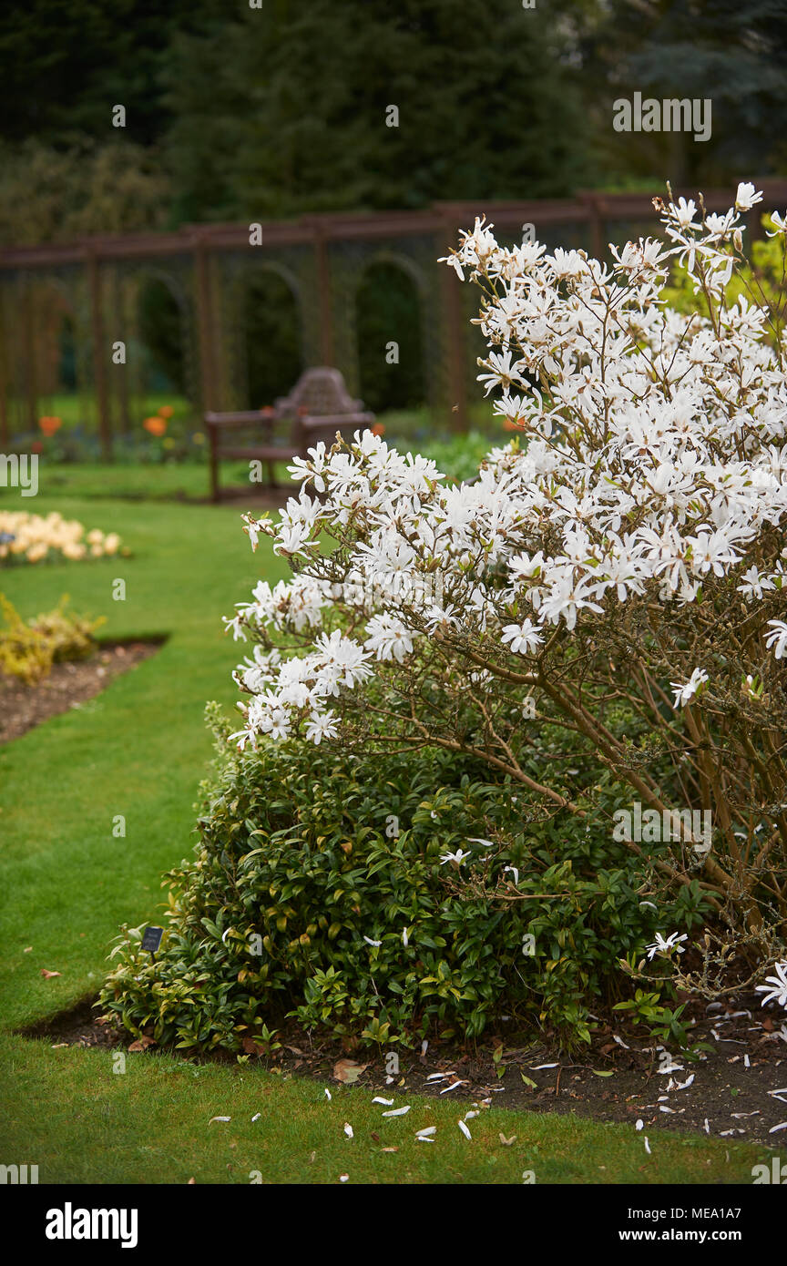 Magnolia stellata, Starry Magnolia, shrub growing in a walled garden ...