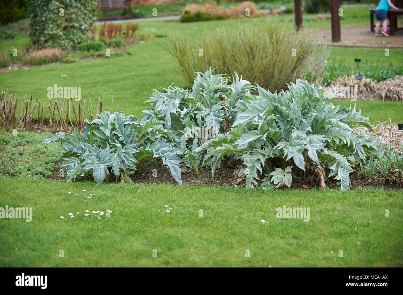 Cardoons growing in a formal garden border (Cynara cardunculus Stock ...