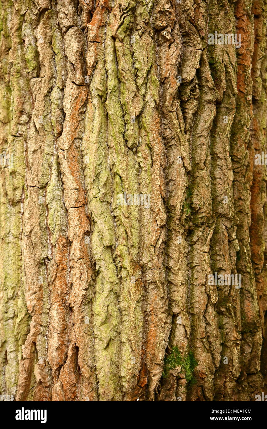 The bark of a thick deciduous tree can be seen as a delicate layer of ...
