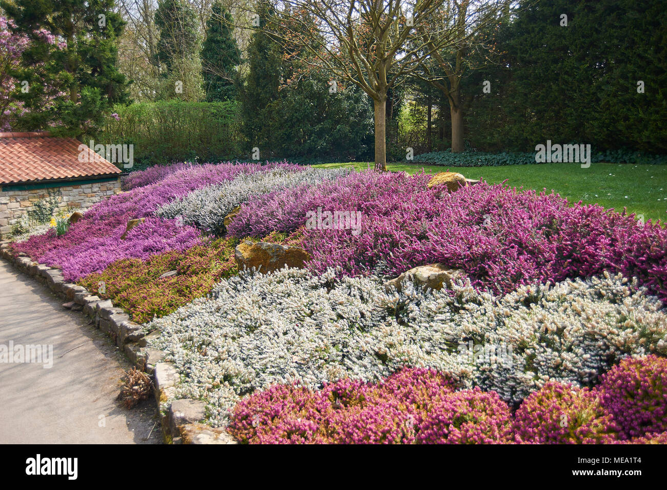 Bed of flowering Heather (Calluna vulgaris) at Burnby Hall Gardens ...