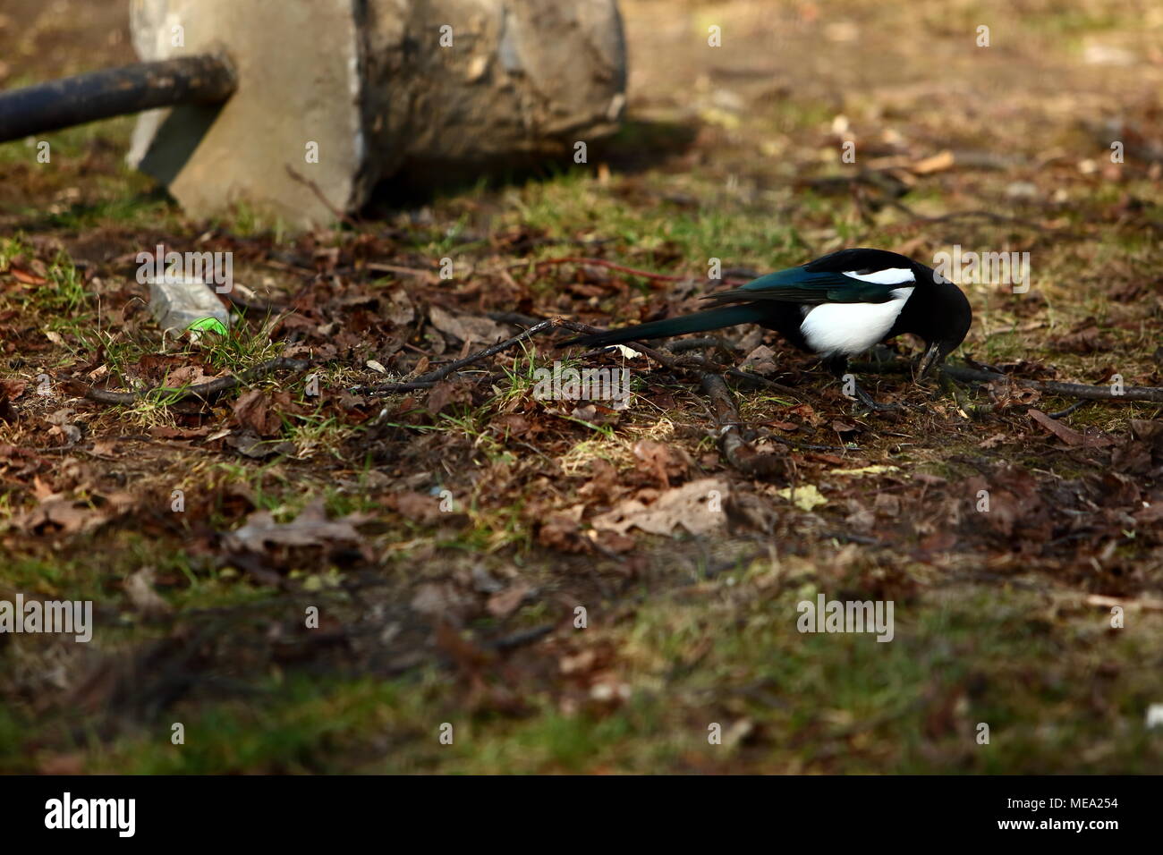 Magpie is a symbol of a bird which is considered a thief because it ...