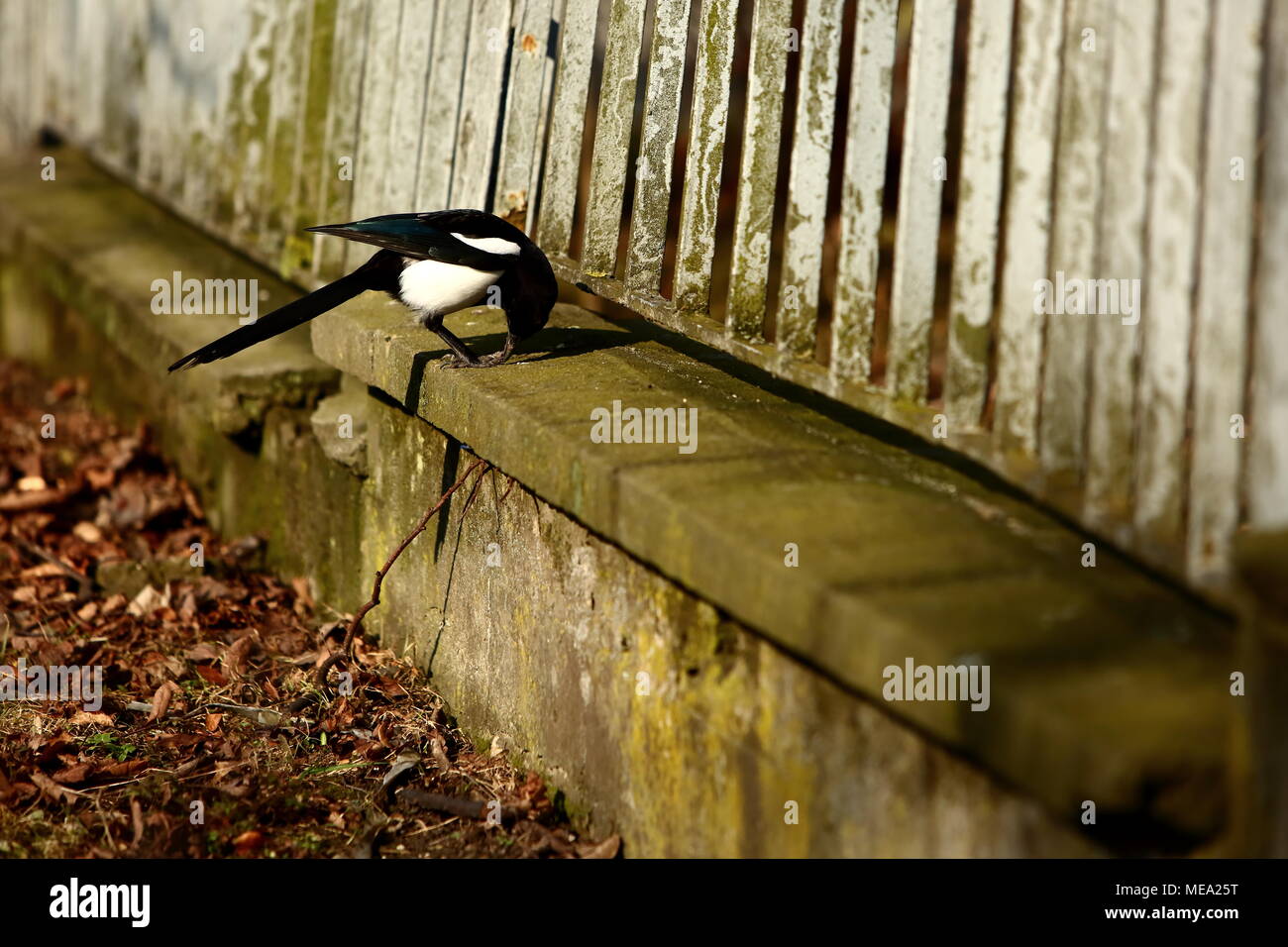 Magpie is a symbol of a bird which is considered a thief because it ...