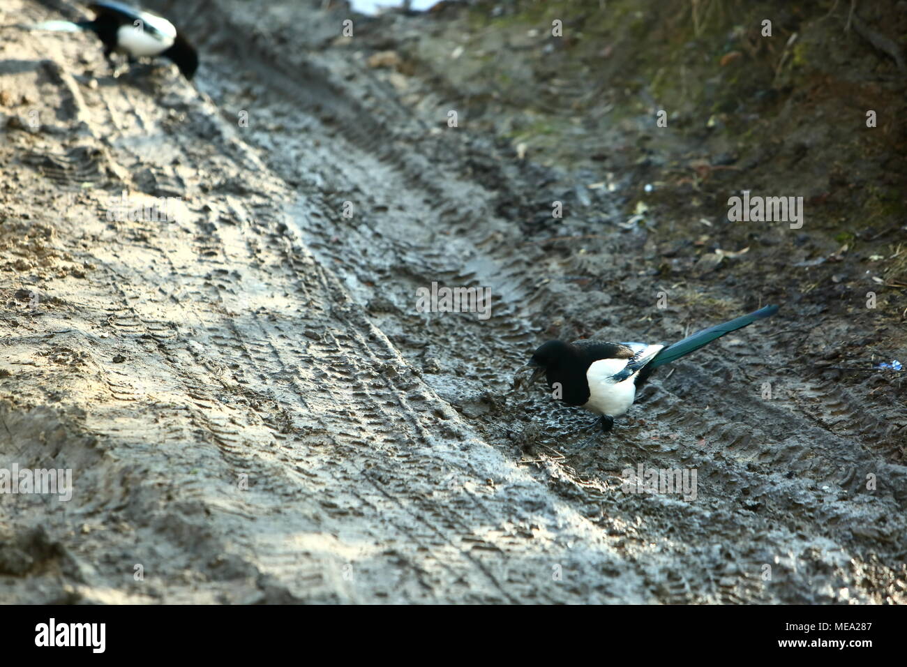 Magpie is a symbol of a bird which is considered a thief because it ...
