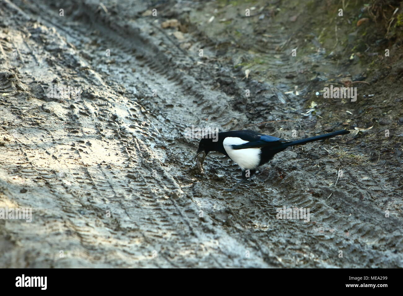 Magpie is a symbol of a bird which is considered a thief because it ...