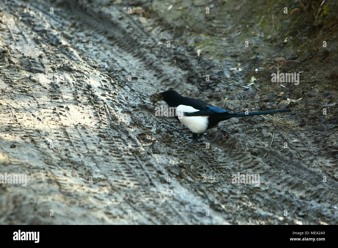 Magpie is a symbol of a bird which is considered a thief because it ...