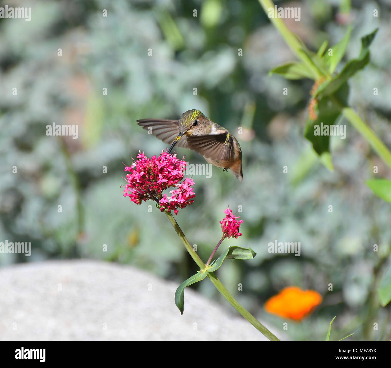 Bluebird beach hi-res stock photography and images - Alamy