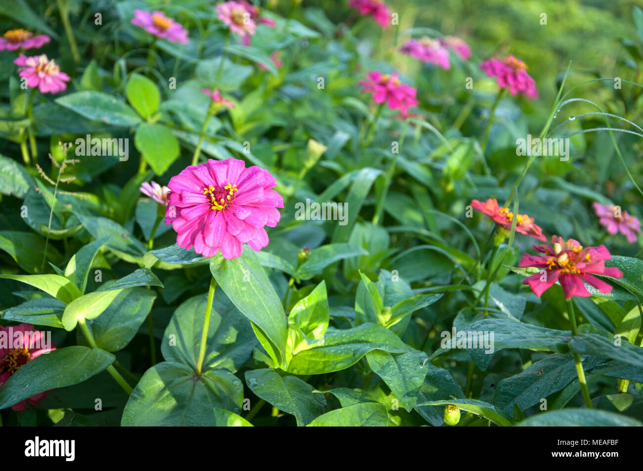 Harmony Of Nature Stock Photo - Alamy