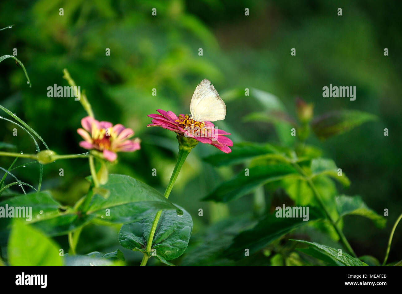 Harmony Of Nature Stock Photo - Alamy