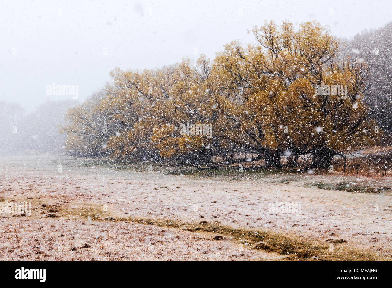 Large late springtime snowflakes; background; Fremont cottonwood trees ...