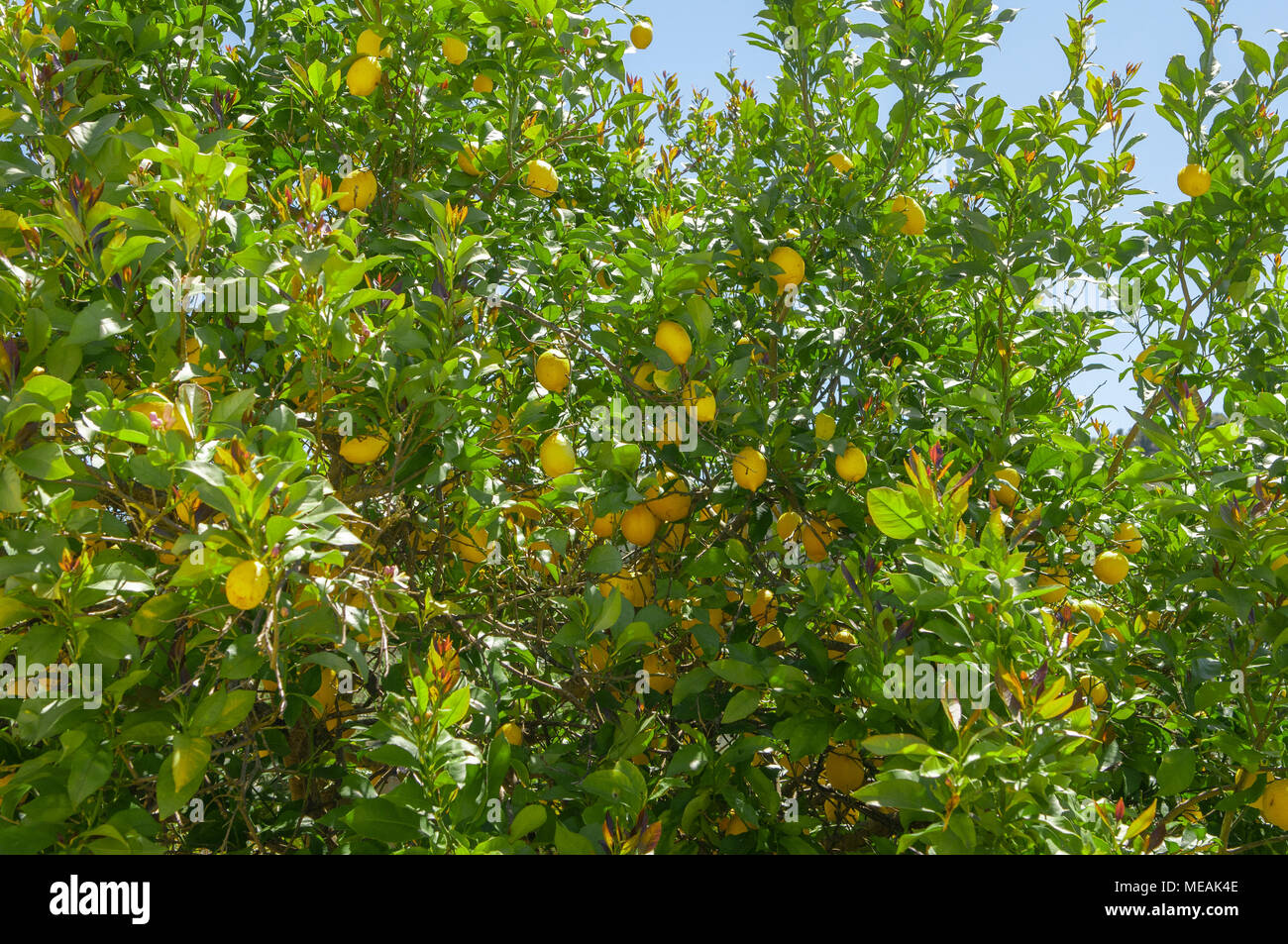Lemon tree grove hi-res stock photography and images - Alamy