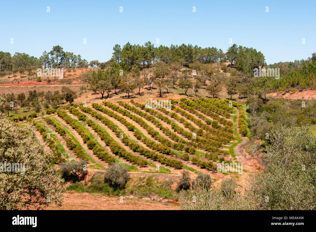 Portuguese fruit trees hi-res stock photography and images - Alamy