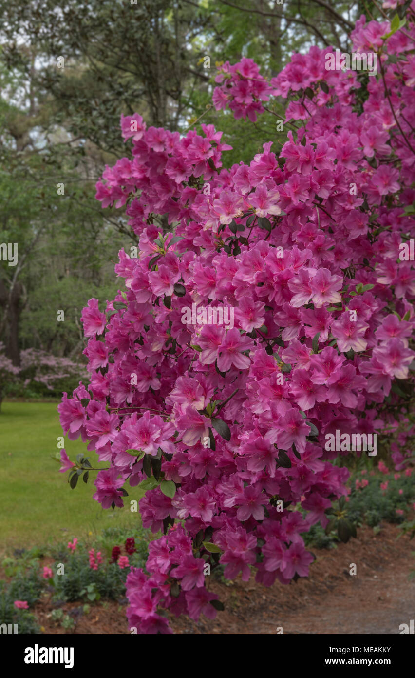 Pink azalea blooms hi-res stock photography and images - Alamy