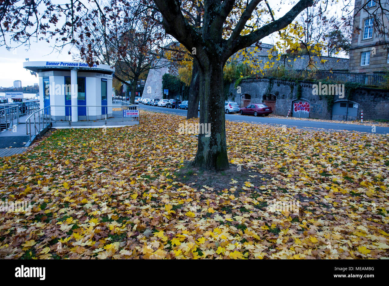 Colorful leaves on trees in autumn on the bank of Rhine River at Bonn ...