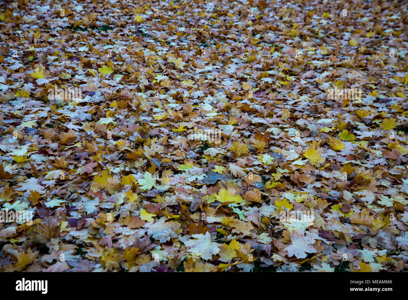 Leaves under the tree hi-res stock photography and images - Alamy