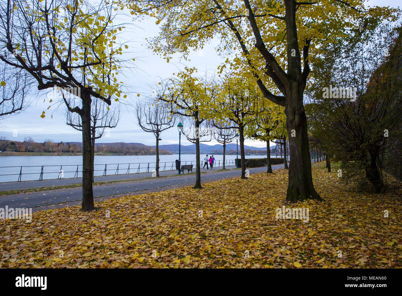 Colorful leaves on trees in autumn on the bank of Rhine River at Bonn ...