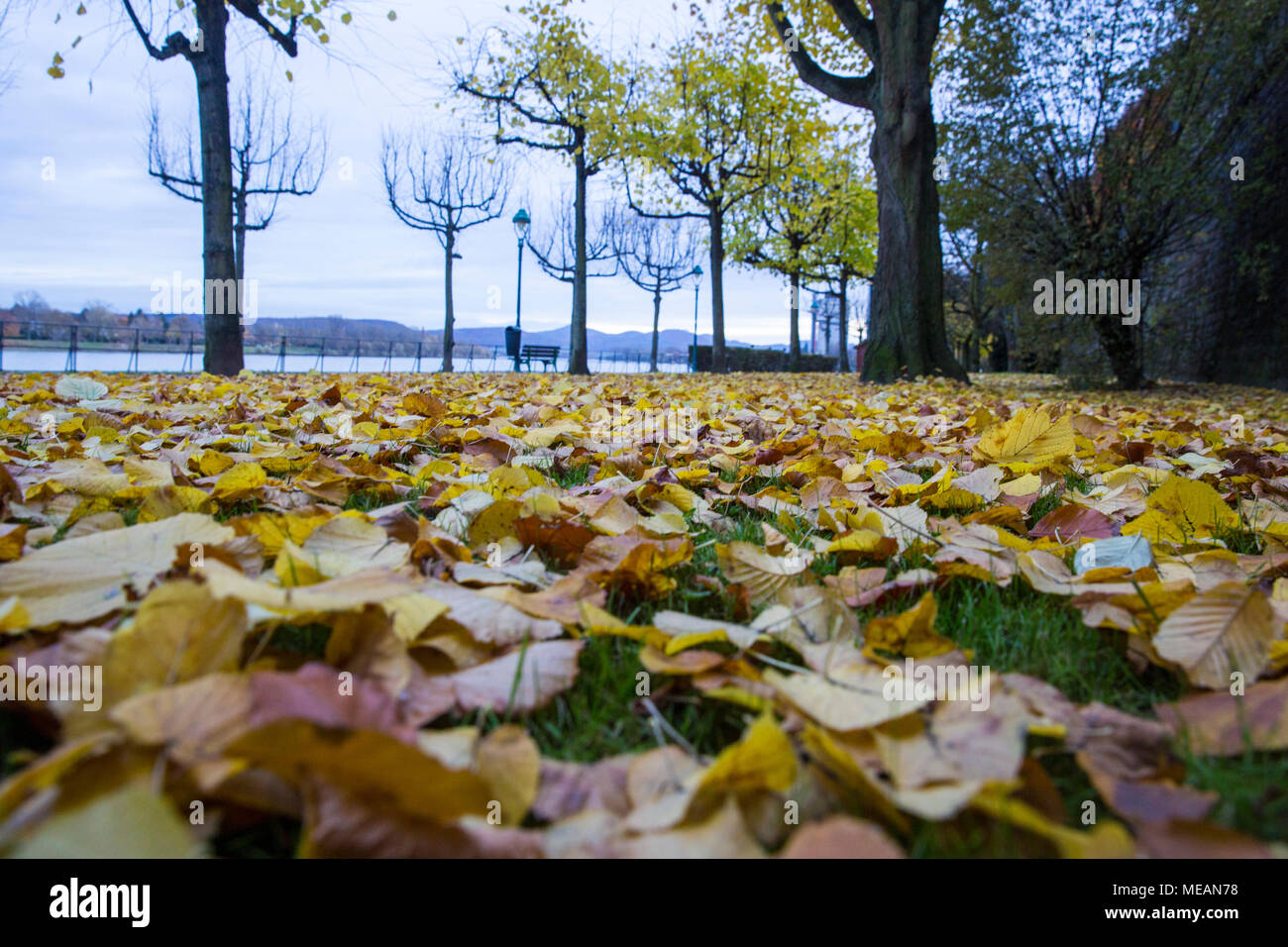 Colorful leaves on trees in autumn on the bank of Rhine River at Bonn ...