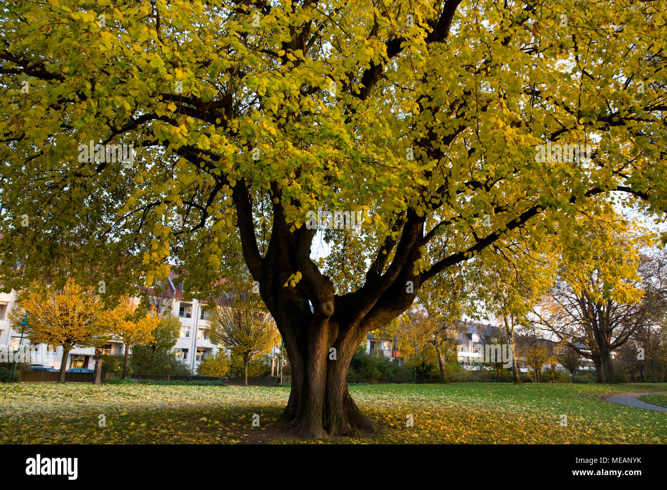 Colorful leaves on trees in autumn on the bank of Rhine River at Bonn ...