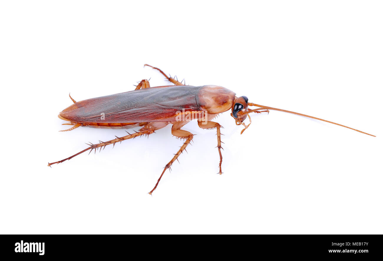 Cockroach isolated on a white background Stock Photo - Alamy