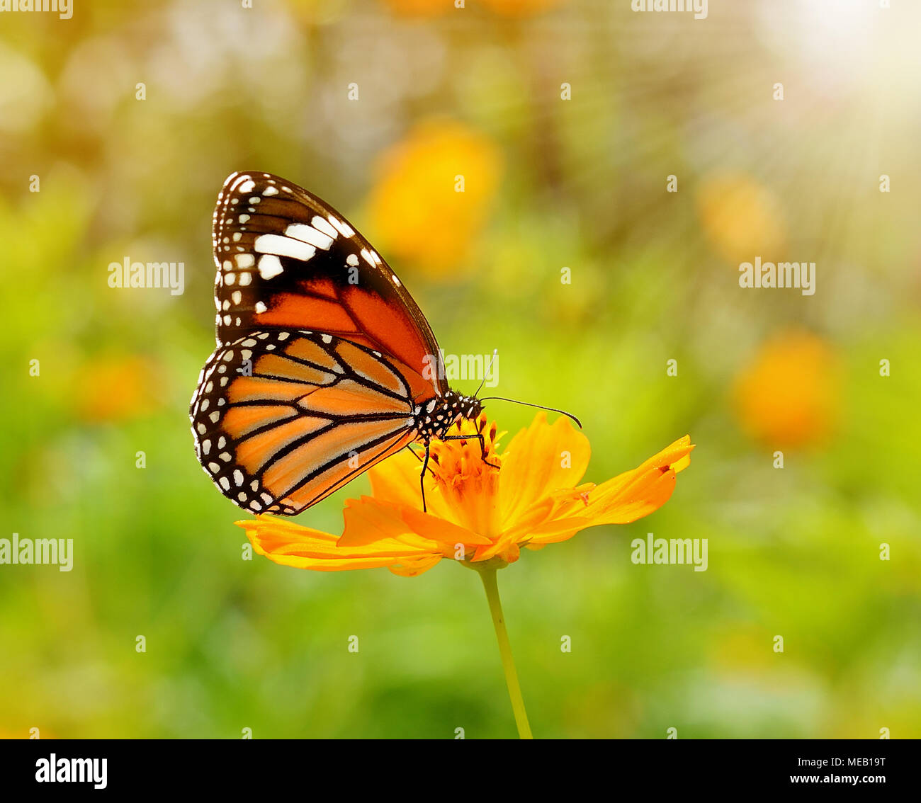 Nice butterflies hi-res stock photography and images - Alamy
