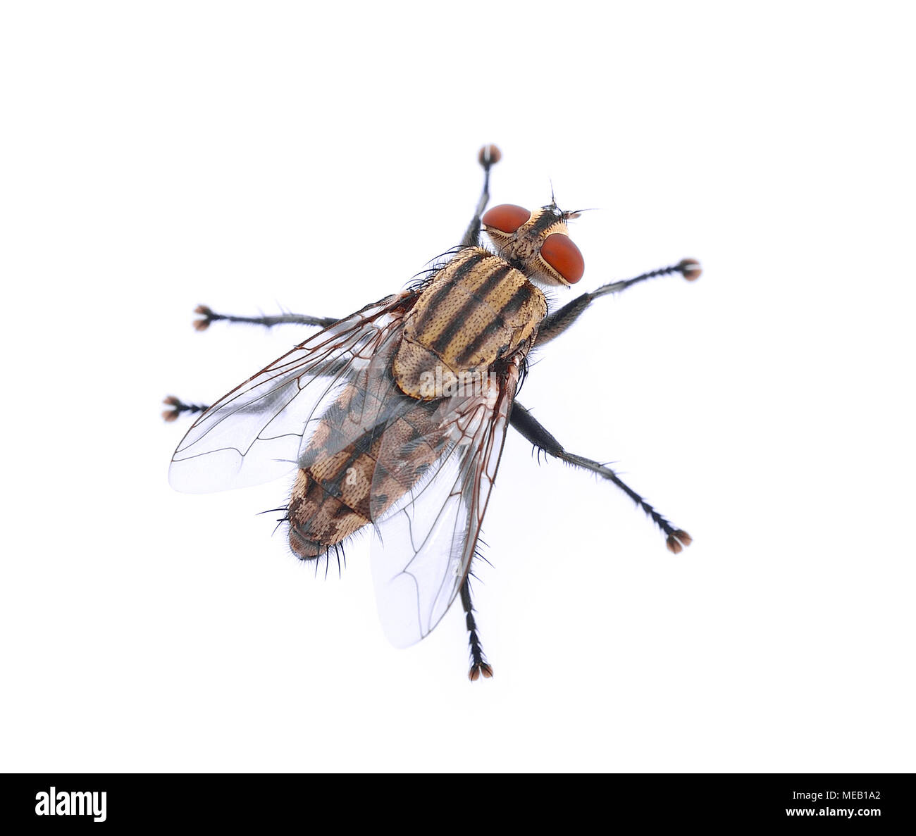fly on white background Stock Photo - Alamy