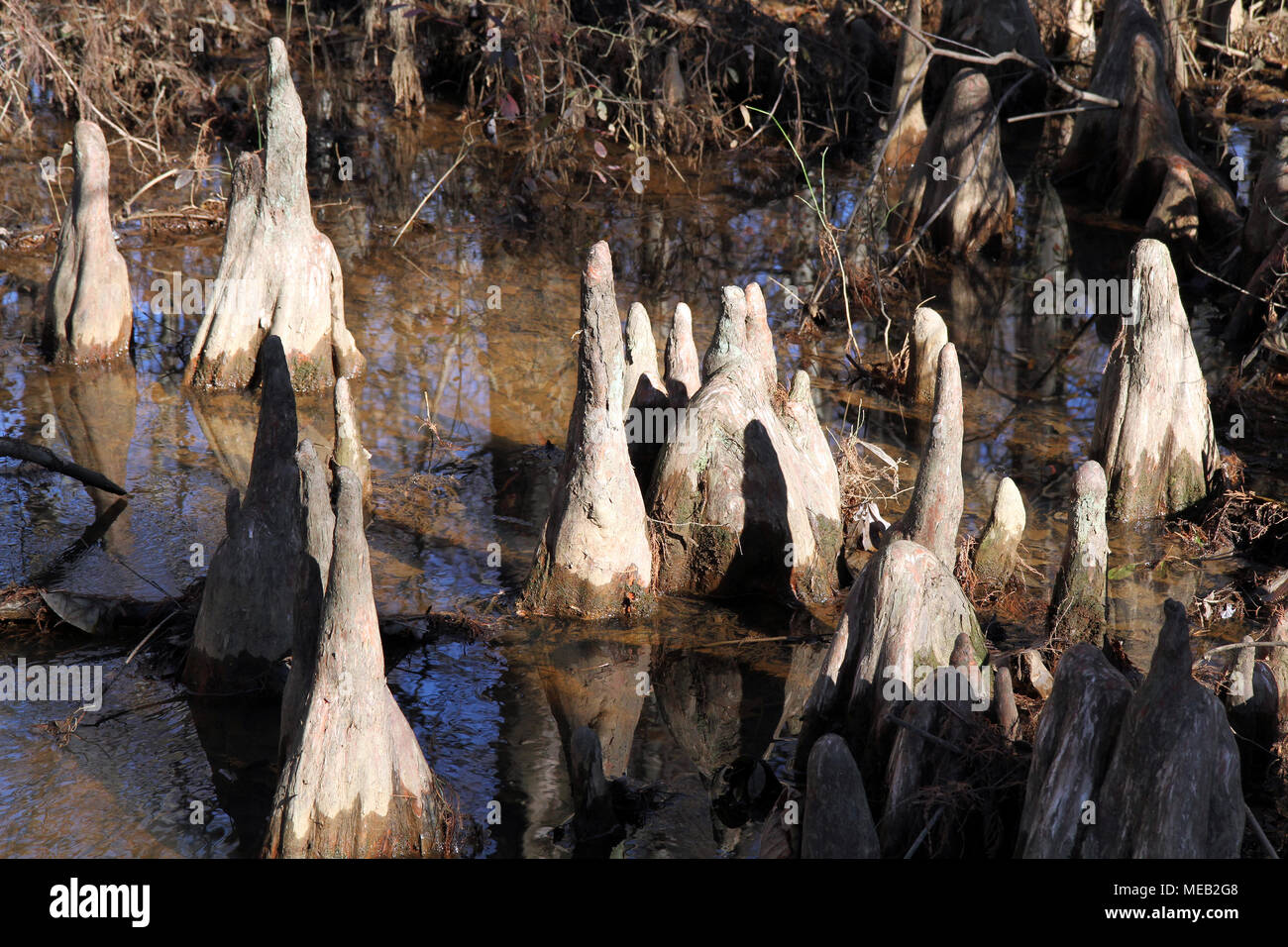 Cypress knees hi-res stock photography and images - Alamy