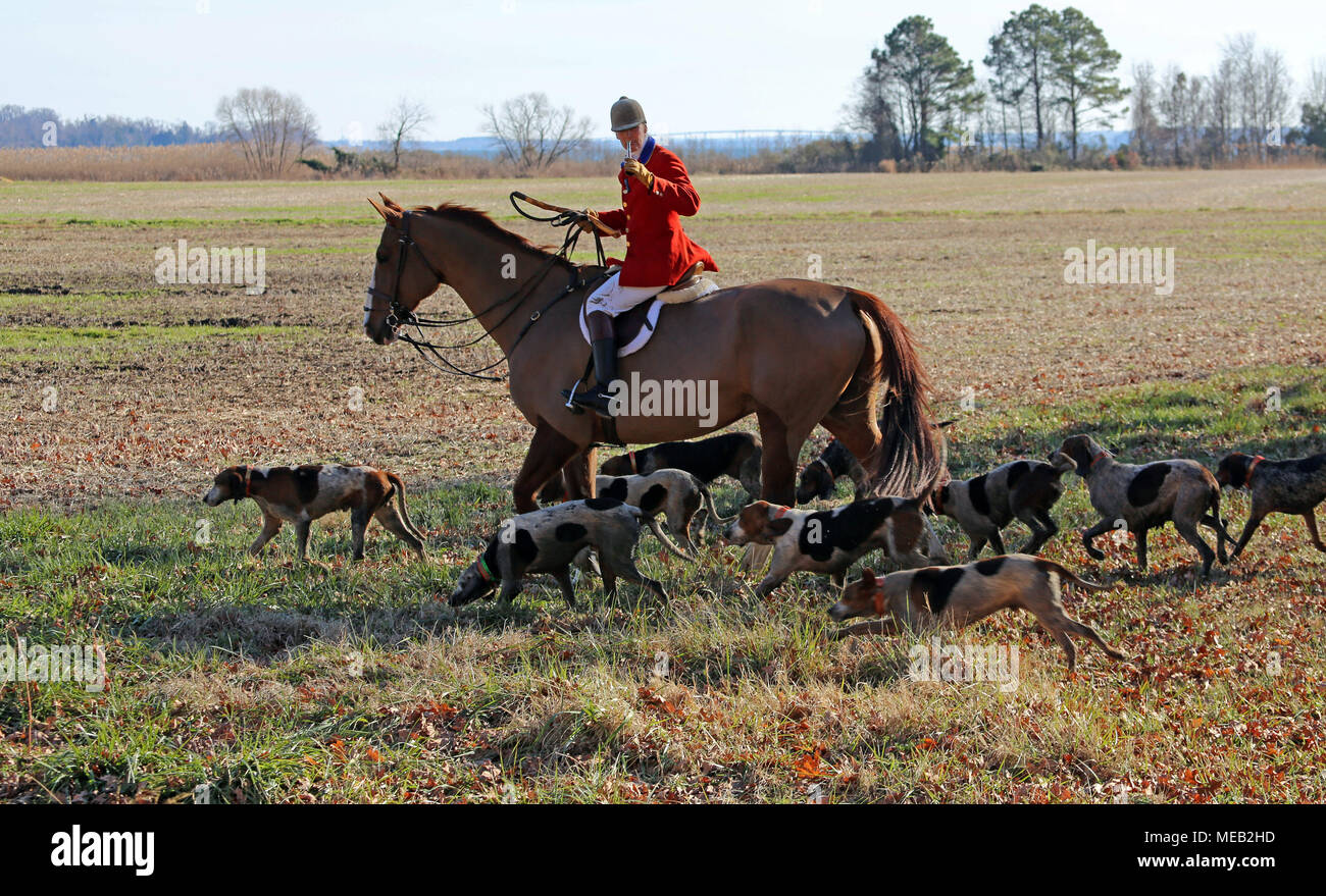 Mounted huntsman with fox horn leading the foxhounds during New Years ...
