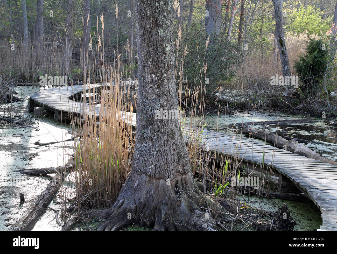 curvy wooden boardwalk through swamp with low light Stock Photo - Alamy