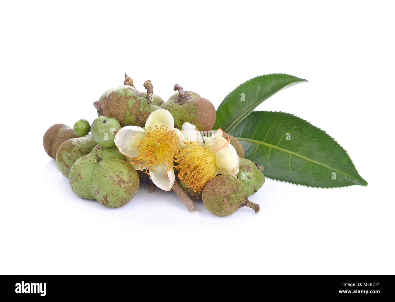 tea seeds ,Flowers, leaves on white background Stock Photo - Alamy
