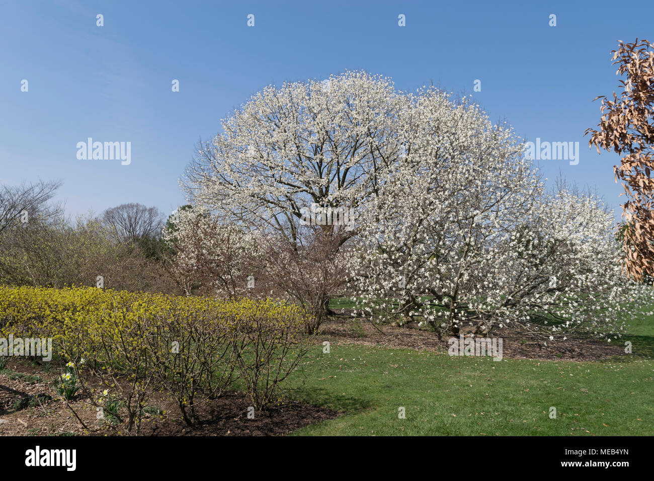White magnolia garden hi-res stock photography and images - Alamy