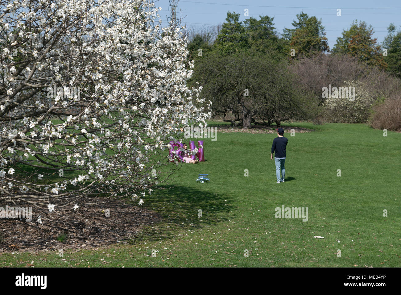 Magnolia tree at Rutgers Garden, New Brunswick NJ Stock Photo - Alamy