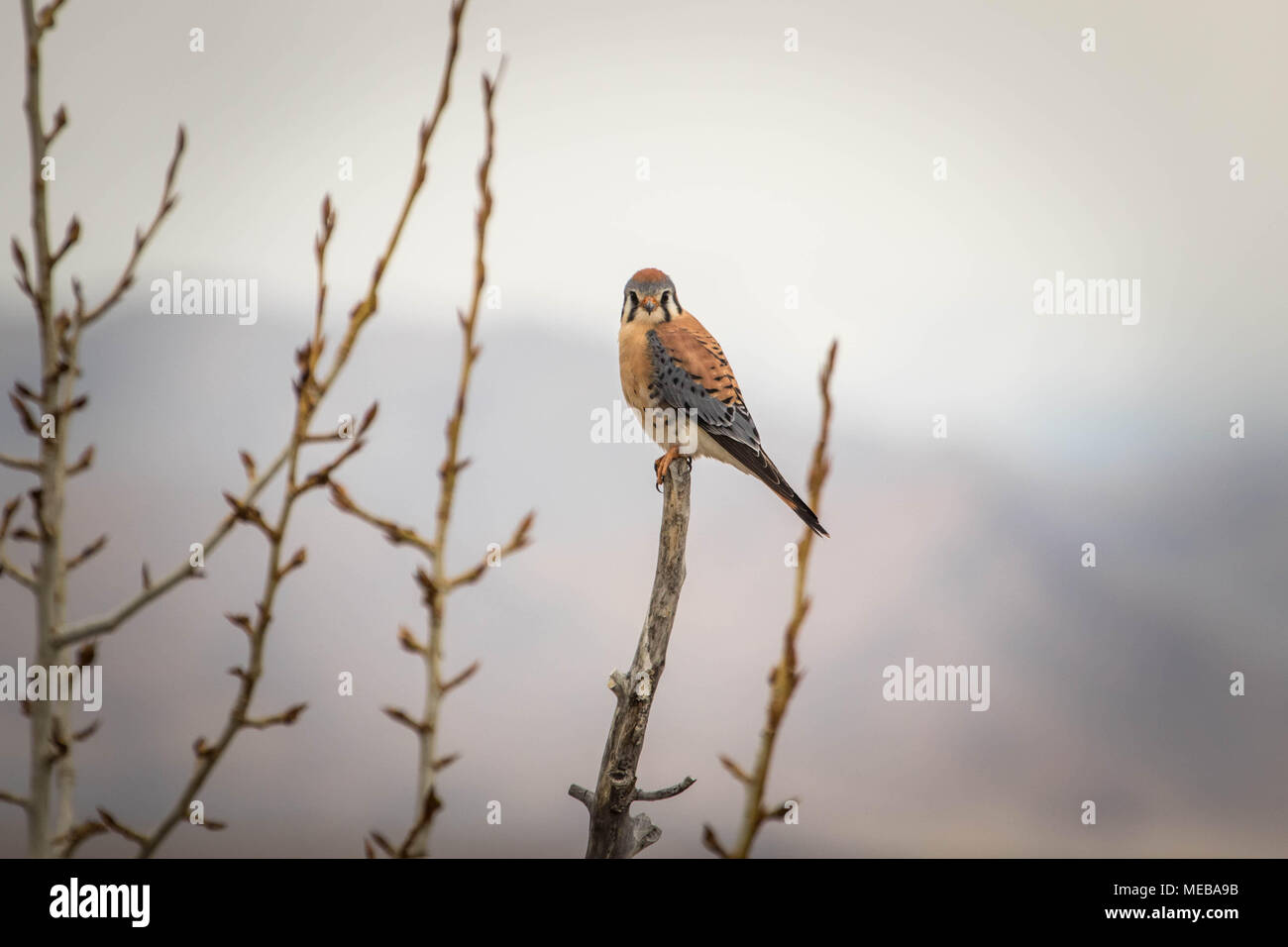 American kestrel small raptor hi-res stock photography and images - Alamy