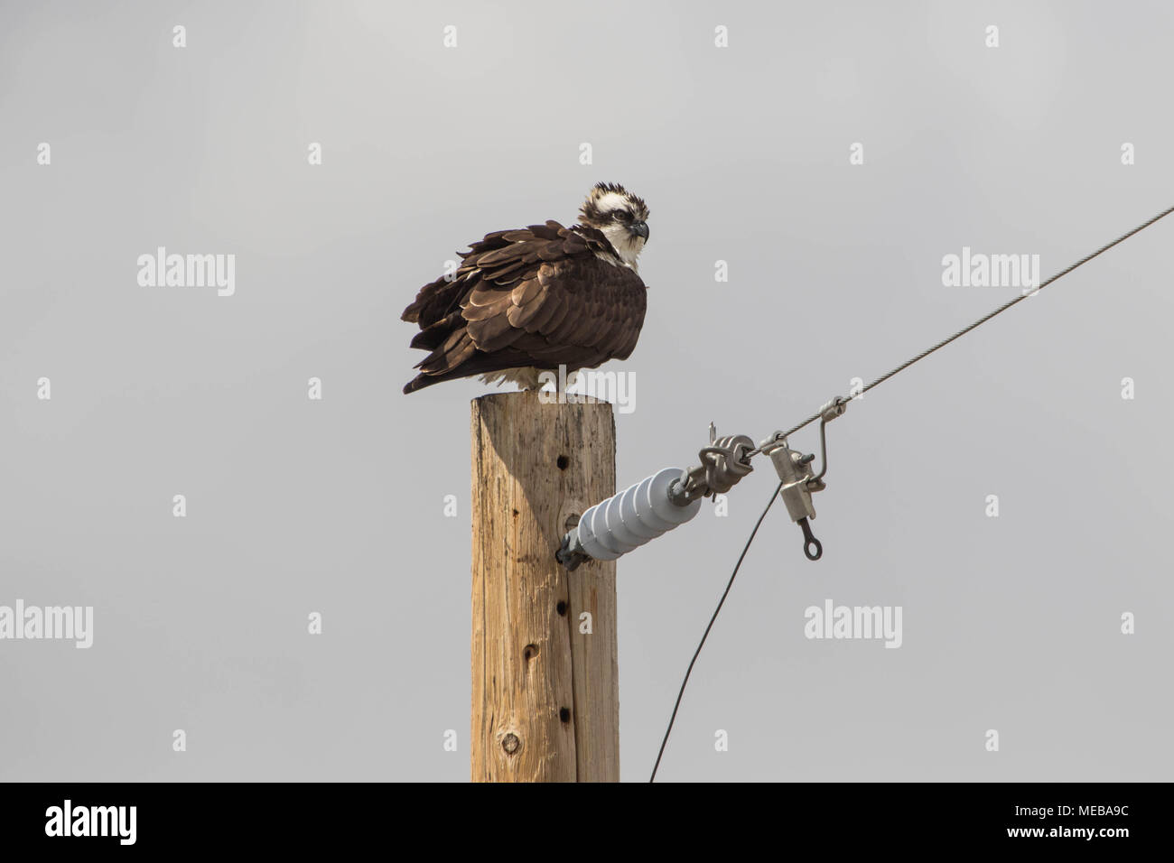Osprey on a Power Pole Stock Photo - Alamy