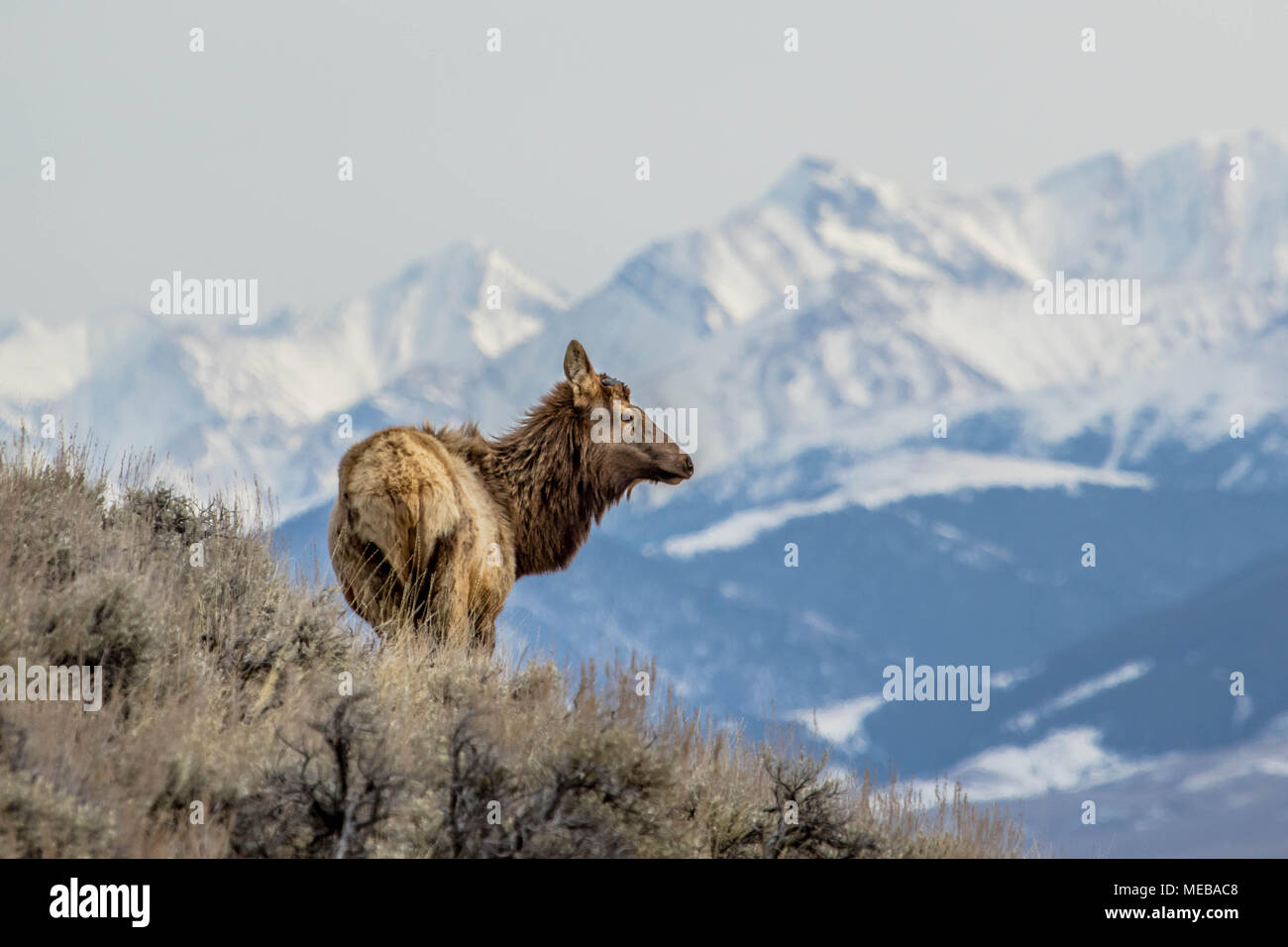 Spring bull elk hi-res stock photography and images - Alamy