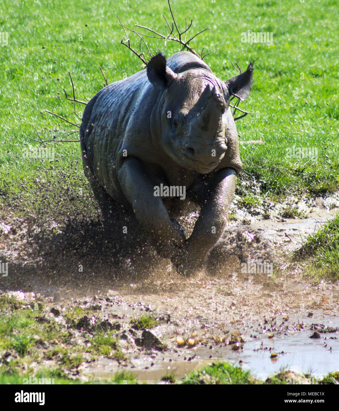Black rhinoceros running hi-res stock photography and images - Alamy